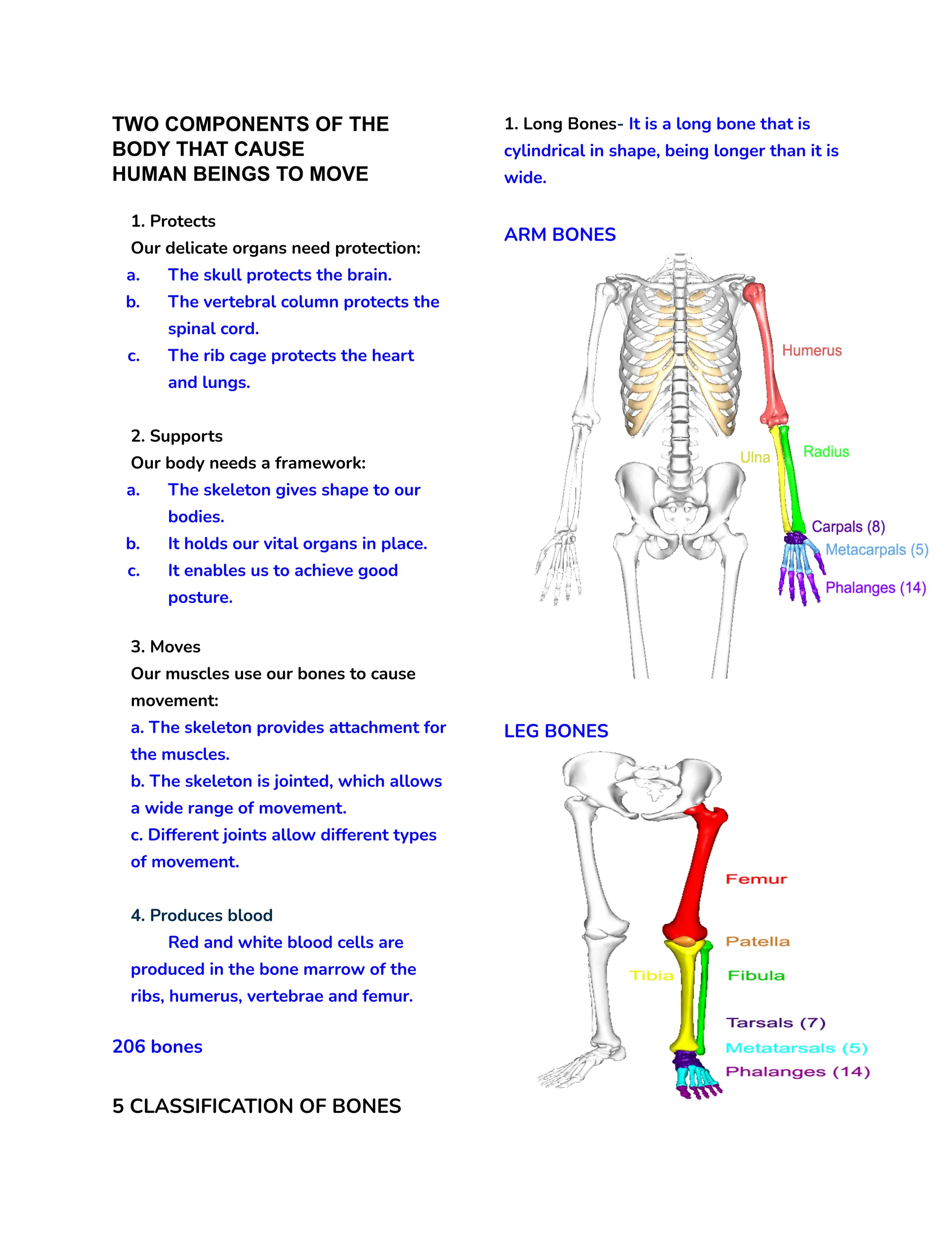 PE Skeletal and Muscular System Reviewer | PDF
