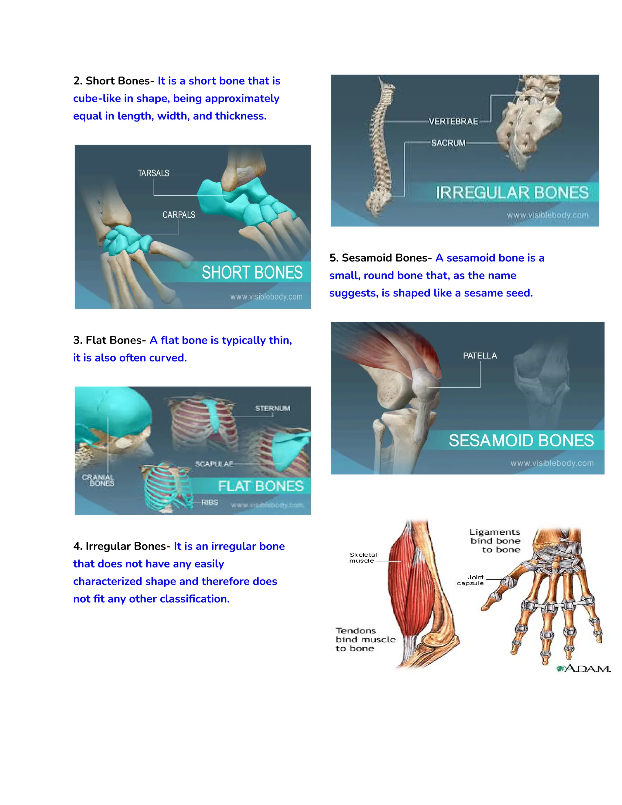 PE Skeletal and Muscular System Reviewer | PDF
