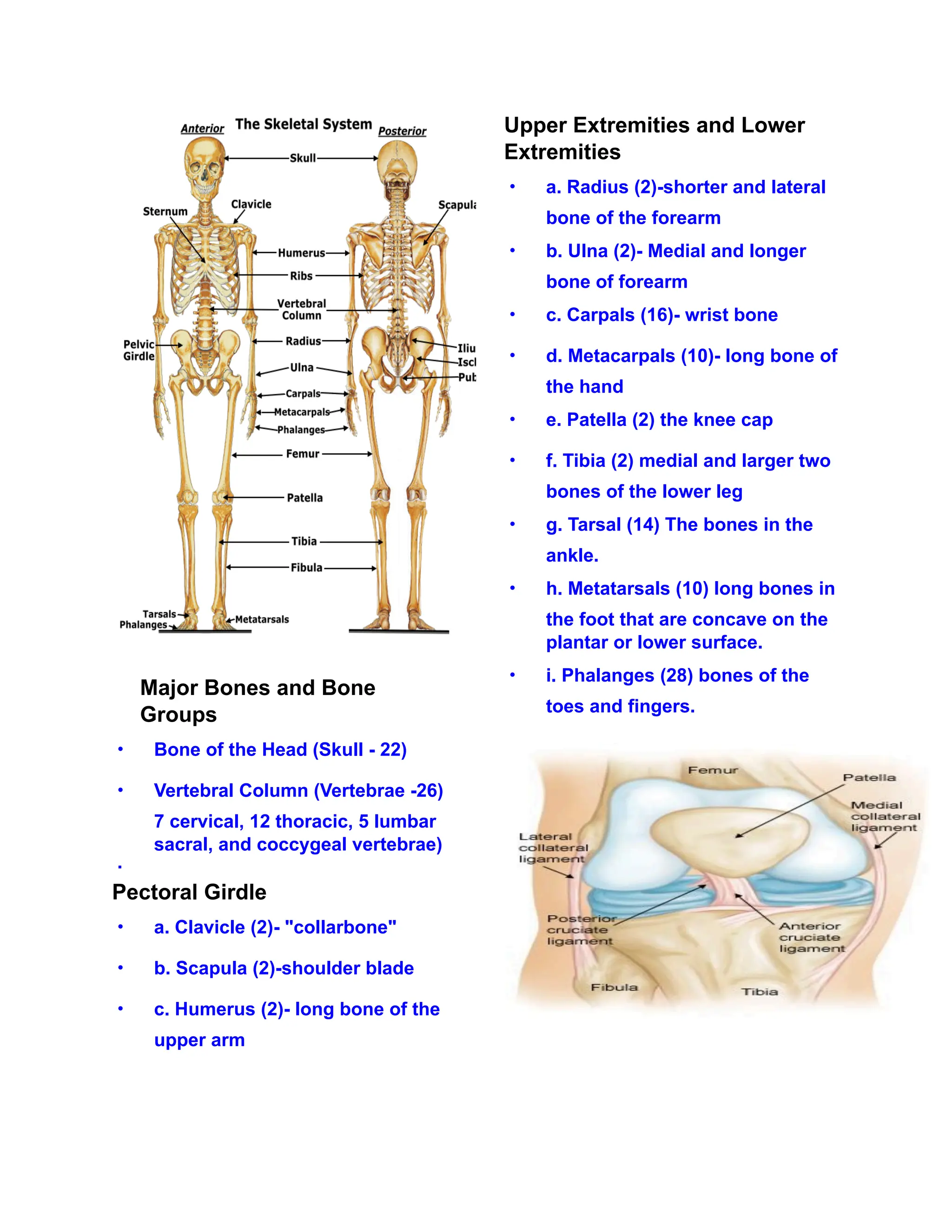 PE Skeletal and Muscular System Reviewer | PDF