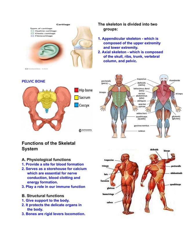 PE Skeletal and Muscular System Reviewer | PDF | Death, Injury, or ...