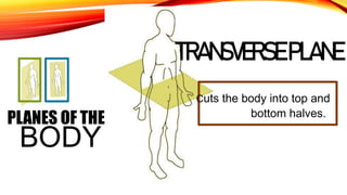 Physical eductn Anatomical position.pptx