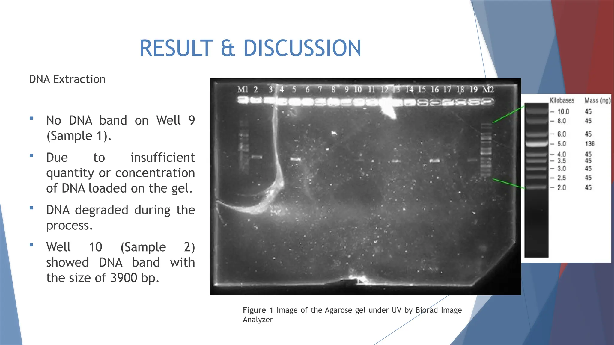 PE2 Presentation dna extraction and quantification | PPT