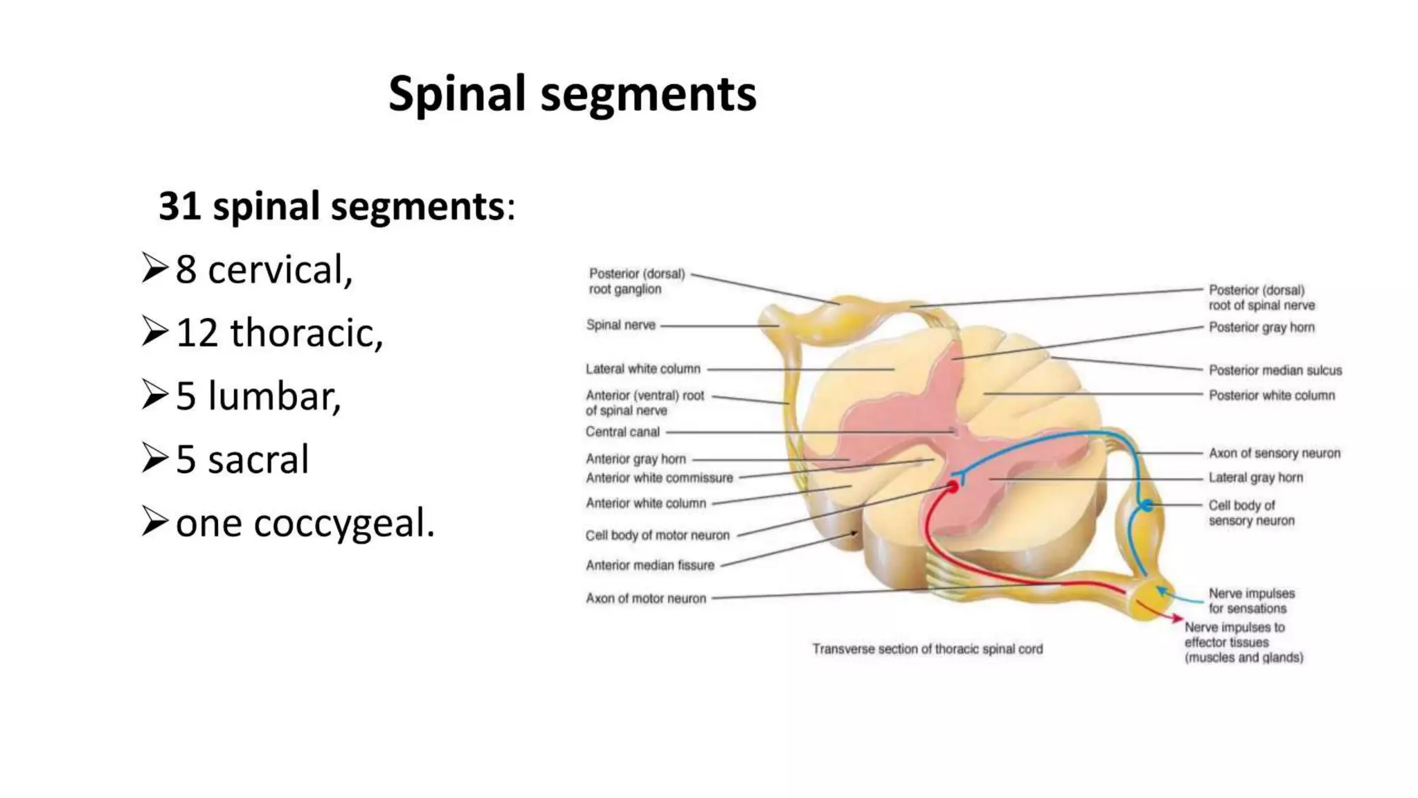 The Anatomy of Spinal Cord | PPTX