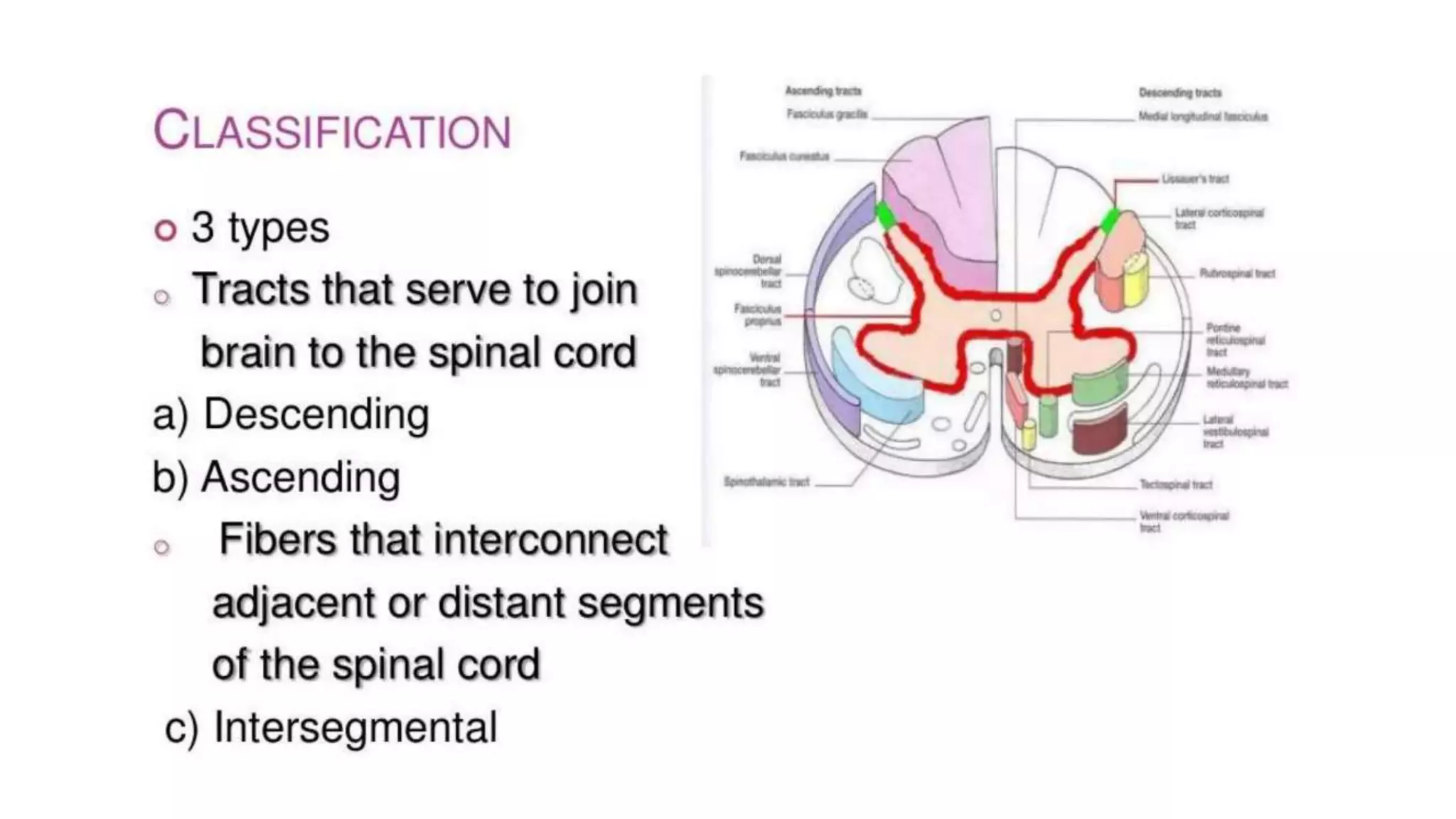 The Anatomy of Spinal Cord | PPTX