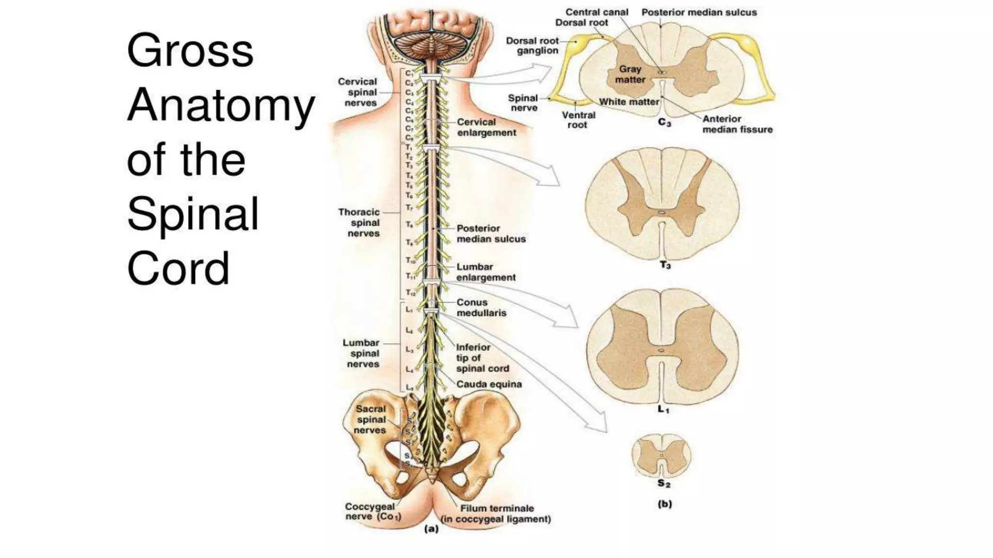 The Anatomy of Spinal Cord | PPTX