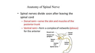 The Anatomy of Spinal Cord | PPTX