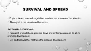 Diseases of Pea | PPTX
