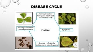 Diseases of Pea | PPTX