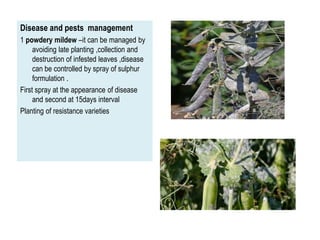 PEA all detail and package of practices - ppt.pptx