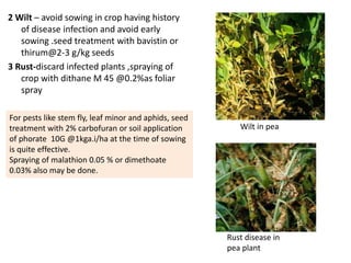 PEA all detail and package of practices - ppt.pptx