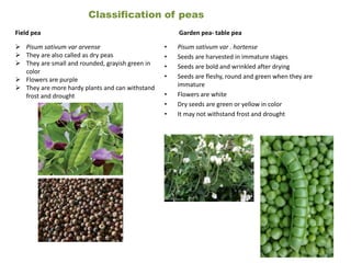 PEA all detail and package of practices - ppt.pptx