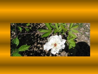 Peace statements at the international peace garden | PPTX