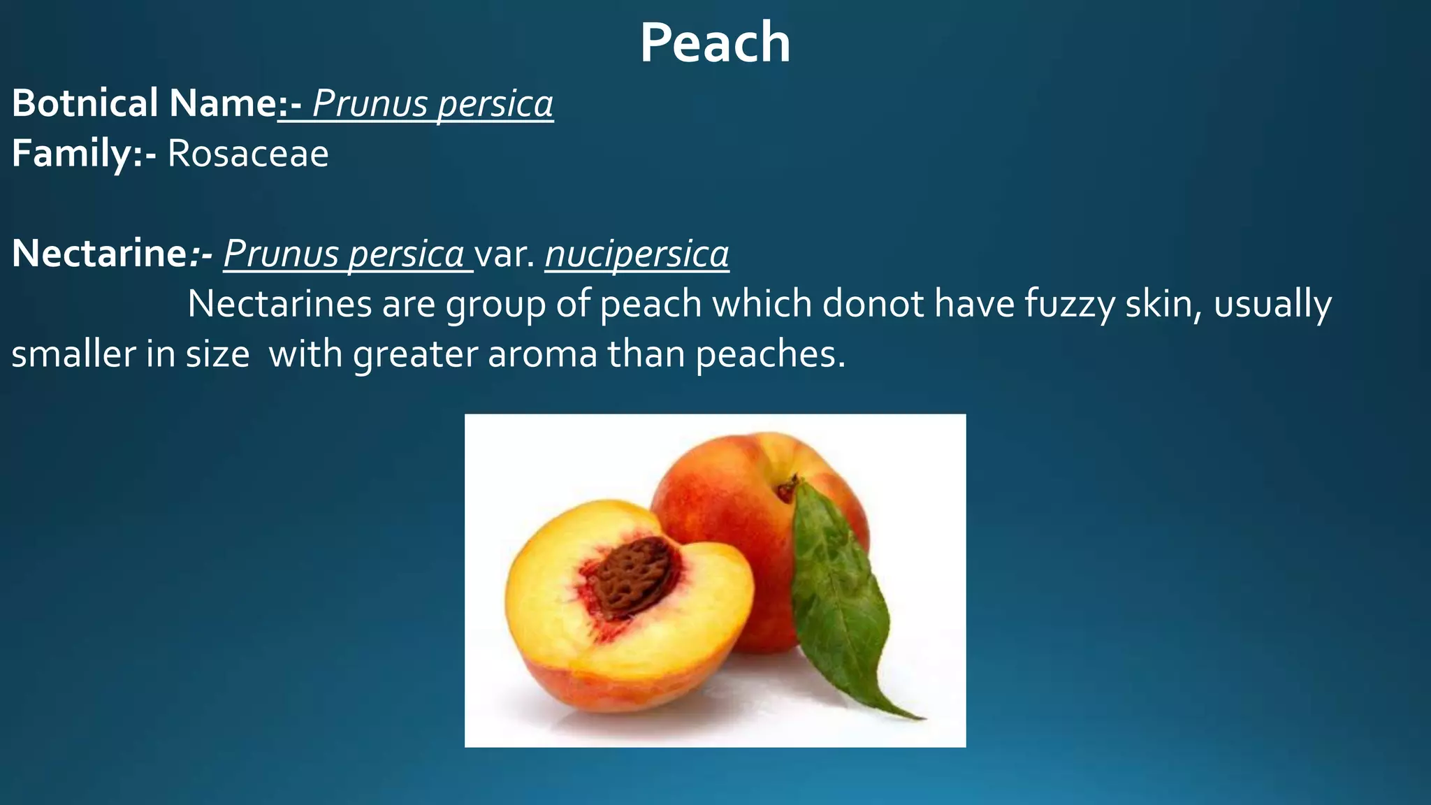 Peach | PPTX