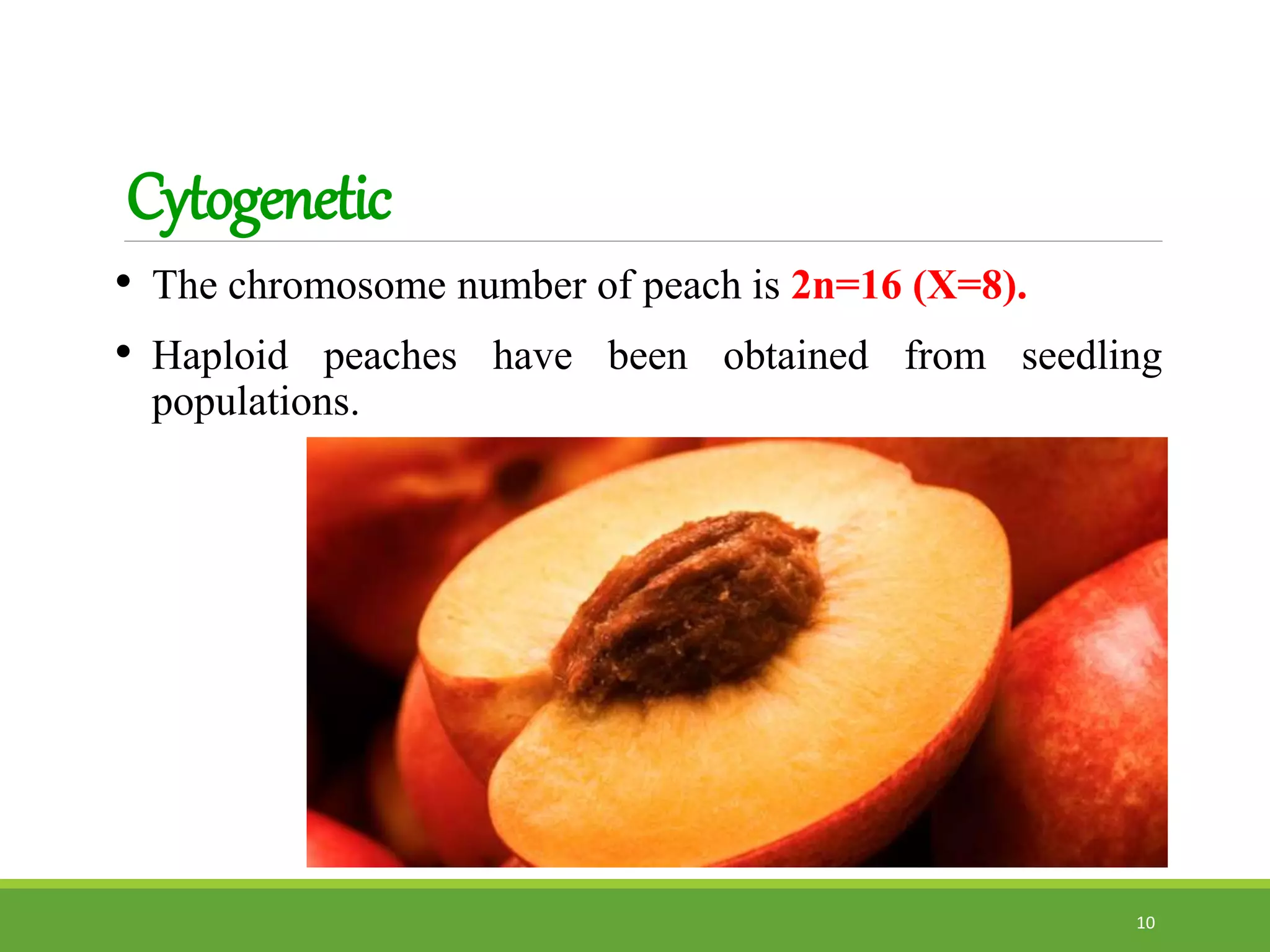 Peach breeding | PPTX