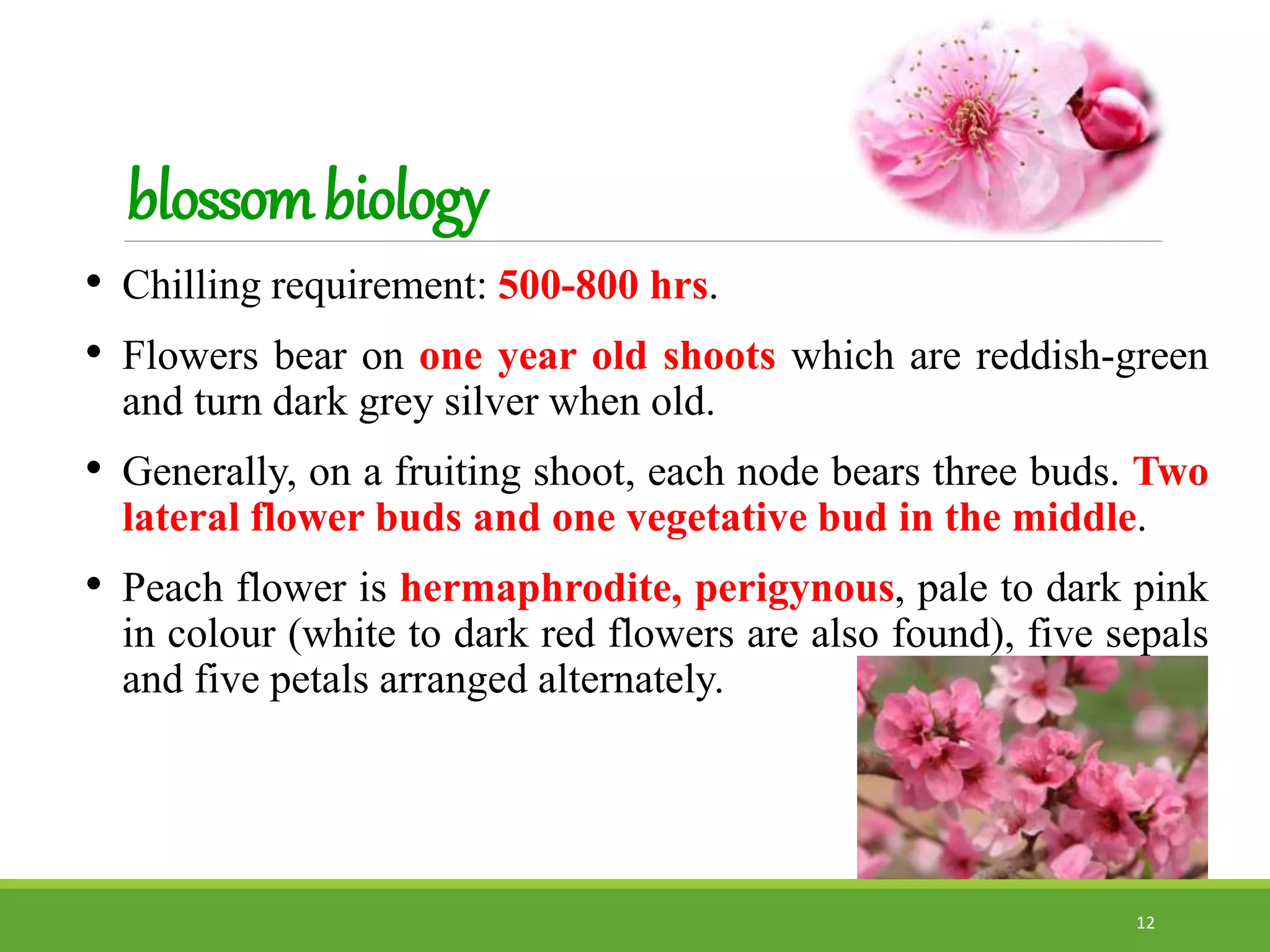 Peach breeding | PPTX
