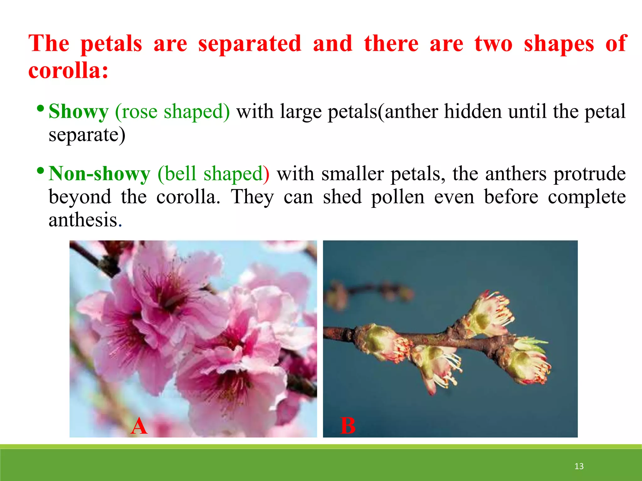 Peach breeding | PPTX