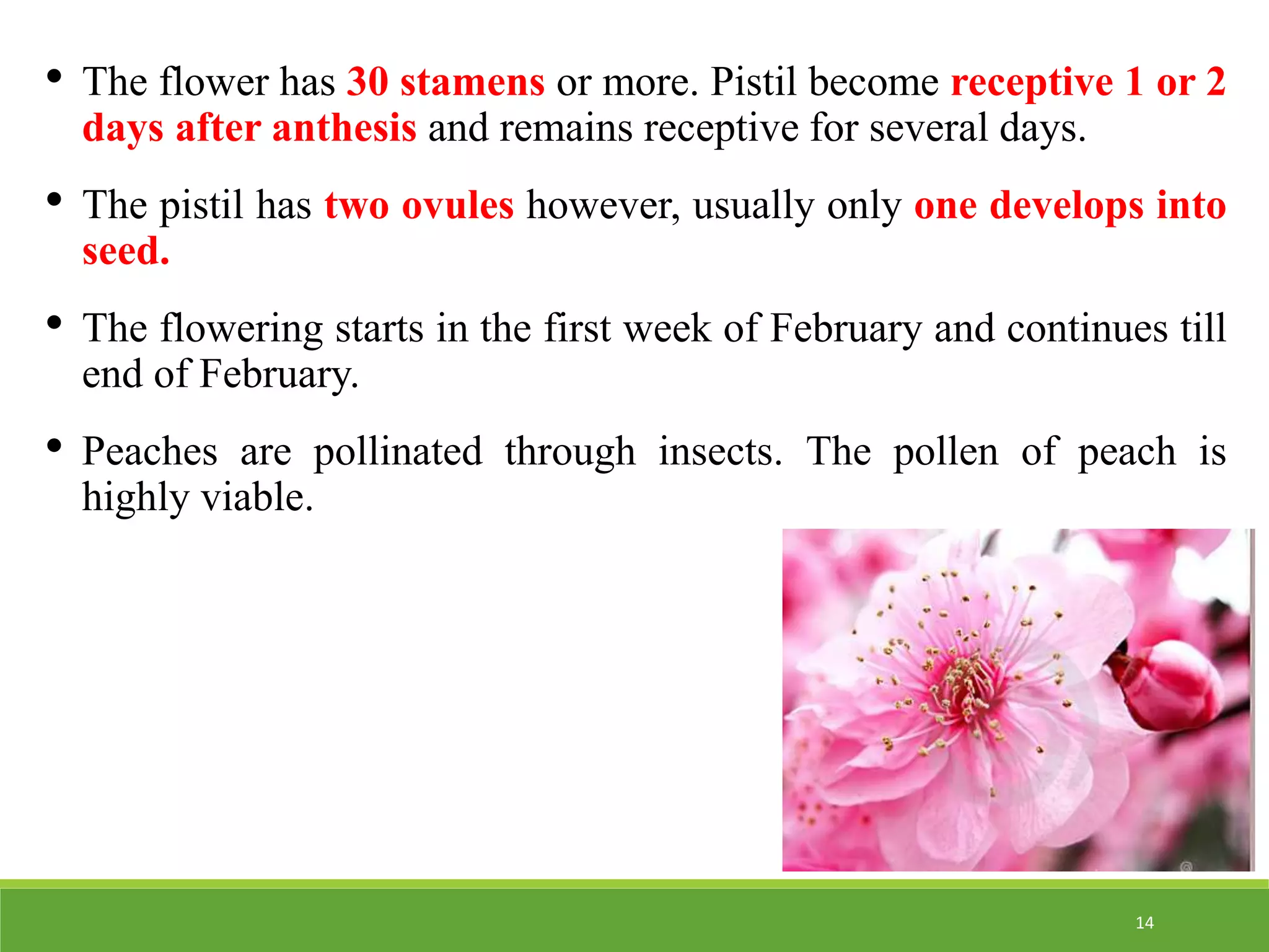 Peach breeding | PPTX