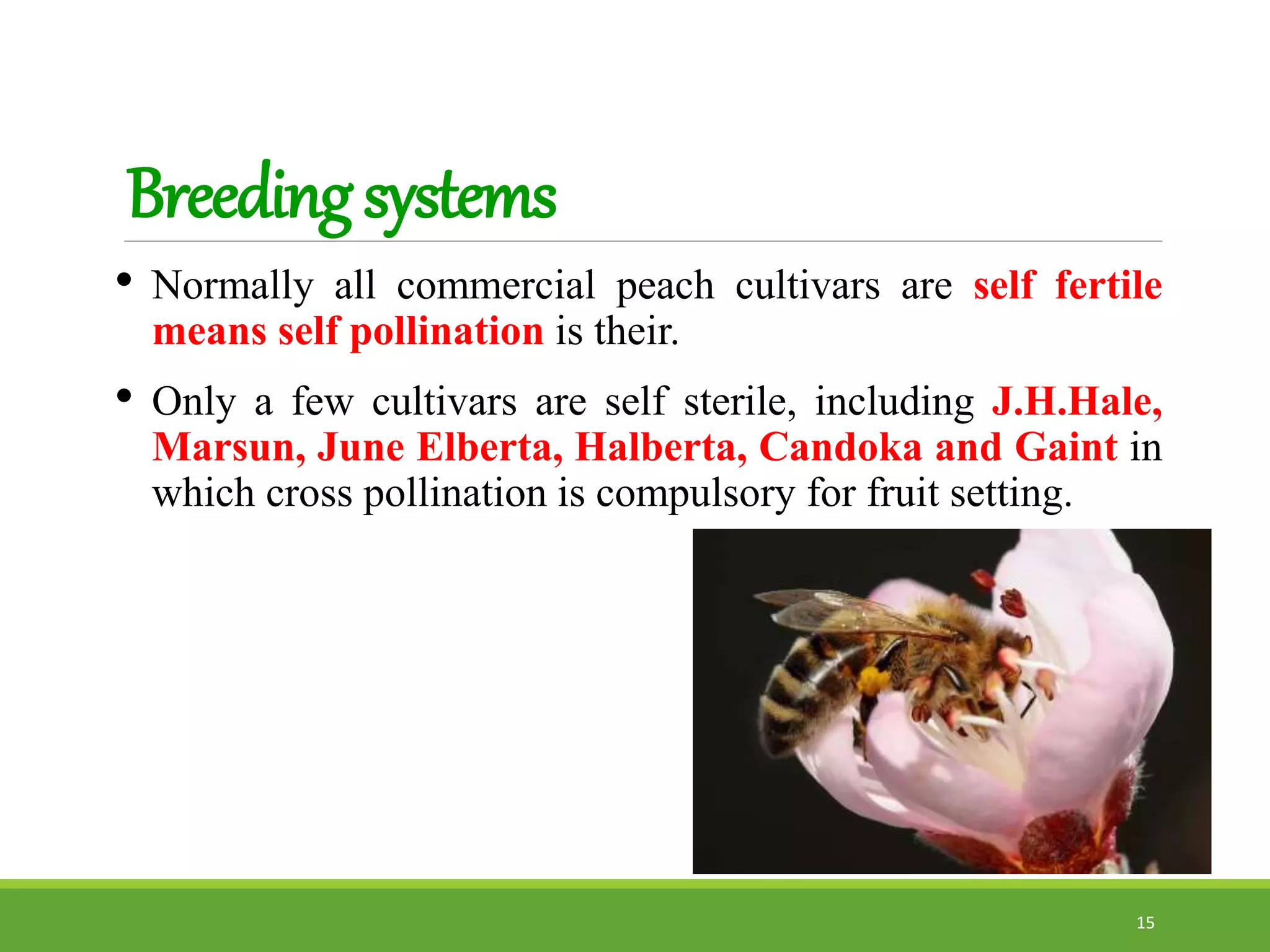 Peach breeding | PPTX