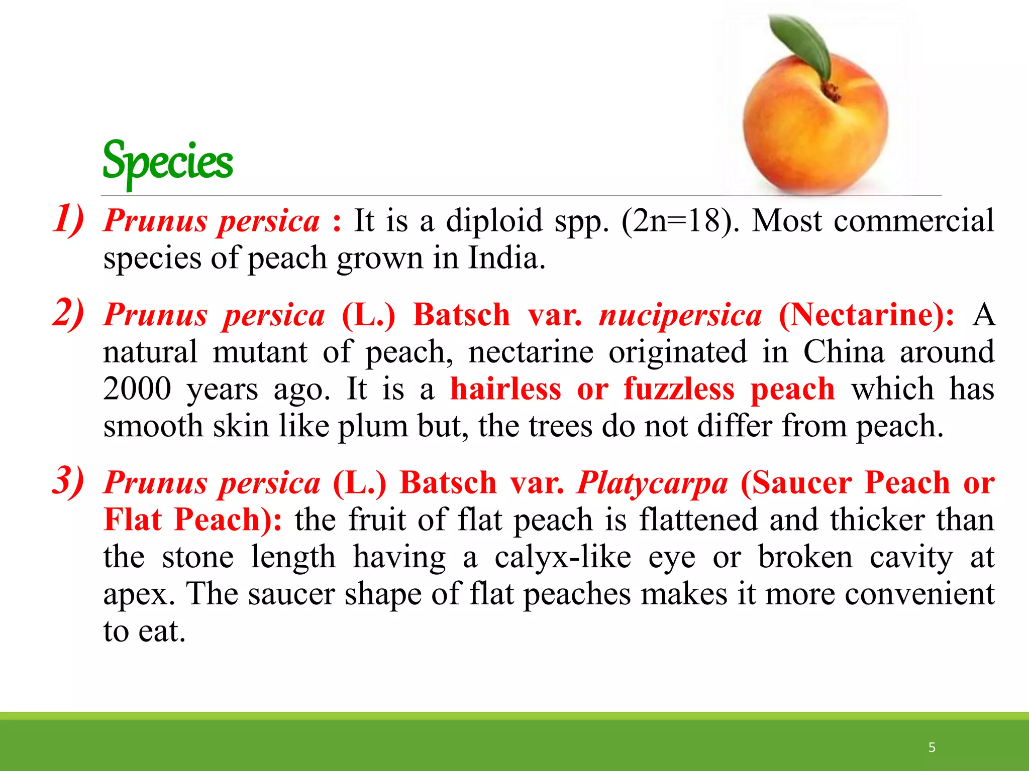 Peach breeding | PPTX