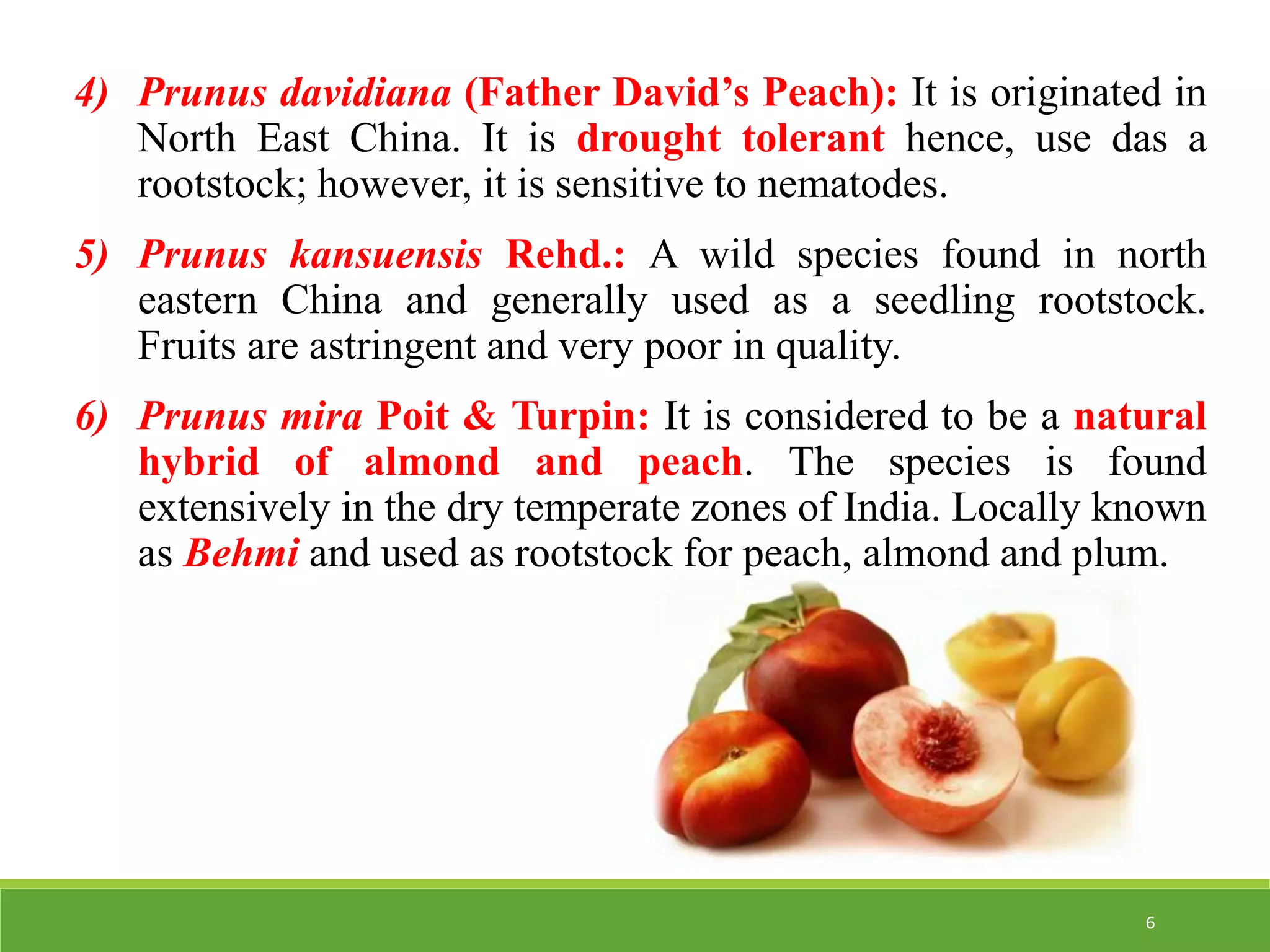 Peach breeding | PPTX