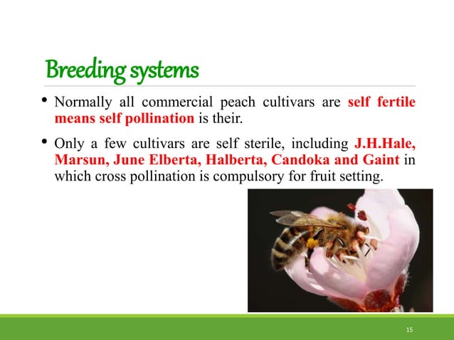 Peach breeding | PPTX | Gardening | Home & Garden