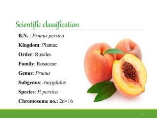 Peach breeding | PPTX