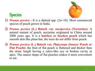 Peach breeding | PPTX