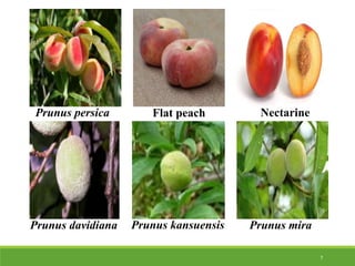 Peach breeding | PPTX