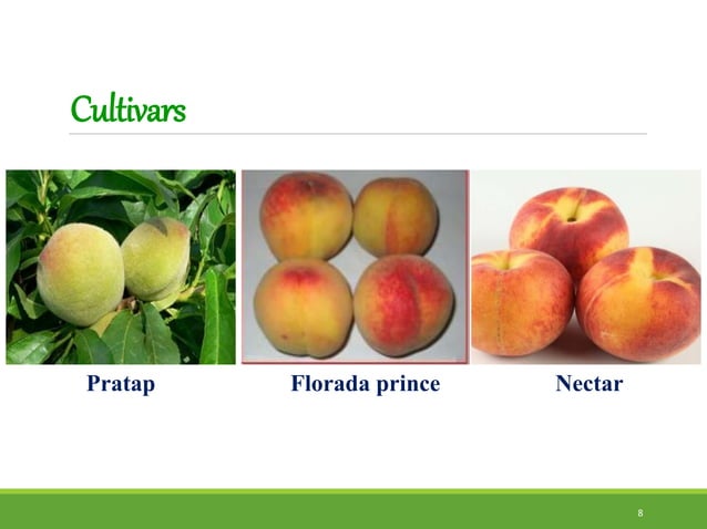 Peach breeding | PPTX | Gardening | Home & Garden