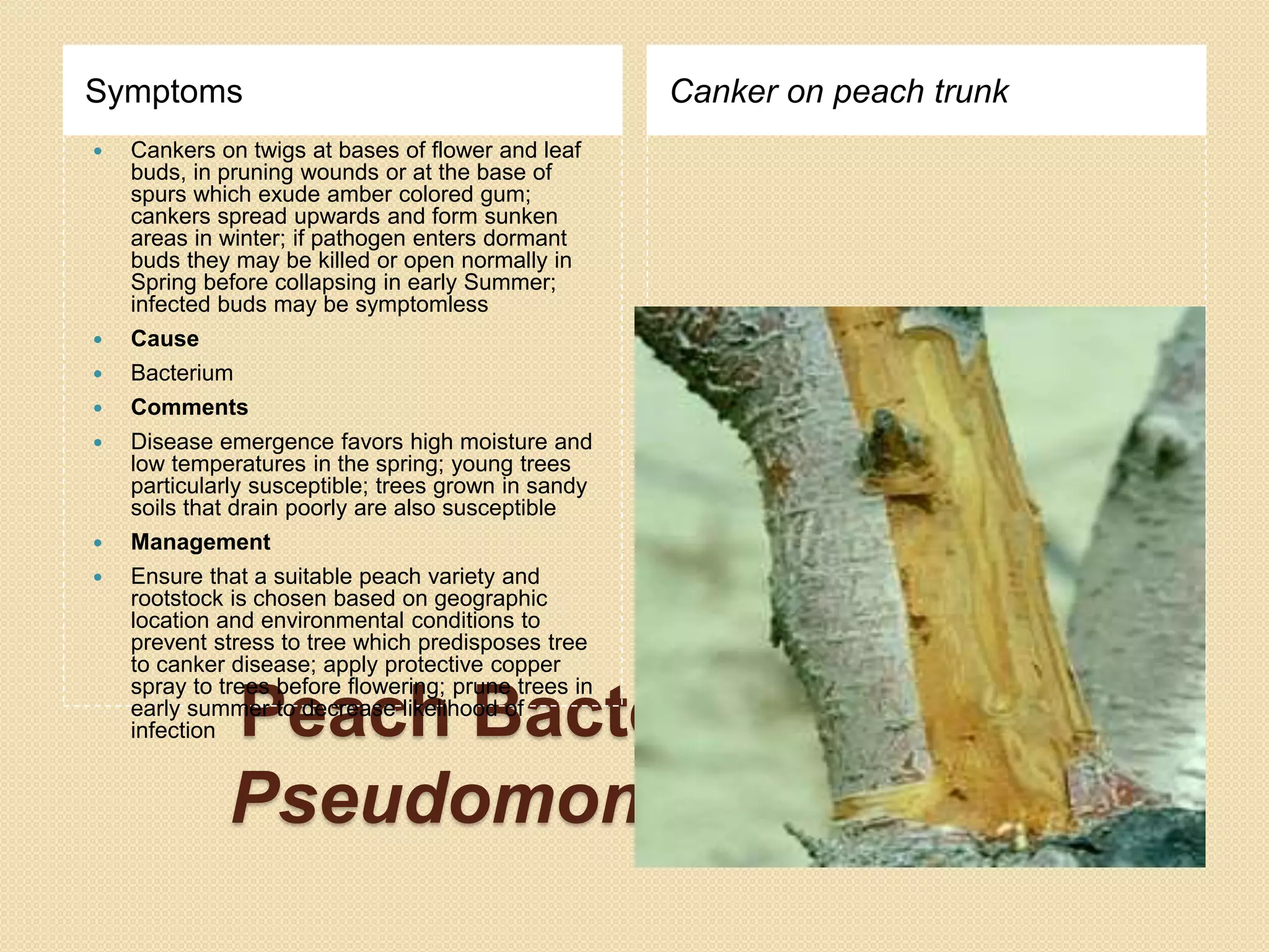 Peach diseases By Allah Dad Khan Provincial Coordinator IPM KPK MINFAL ...