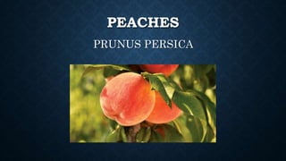 Peach | PPT