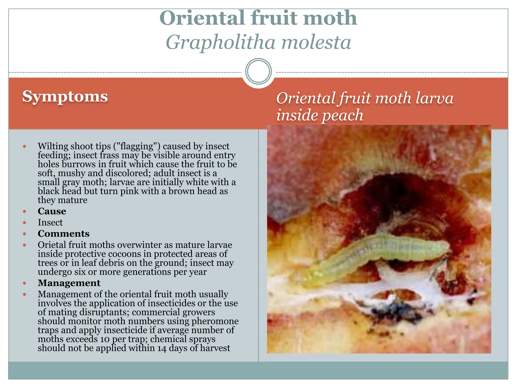 Peach insects A Lecture To ToT trainees ( FFS) By Mr. Allah Dad Khan ...