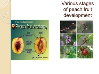 package of practices for peach fruit cultivation | PPTX
