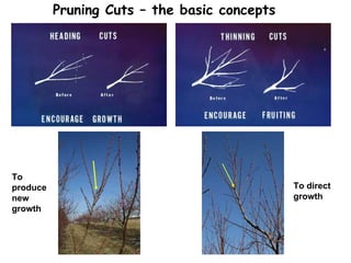 Peach system training | PDF