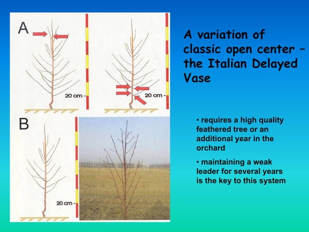 Peach system training | PDF | Woodworking | Arts and Crafts