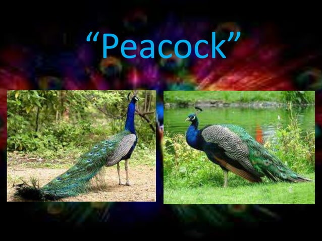 Presentation About Peacock | PPTX | Birds | Pets
