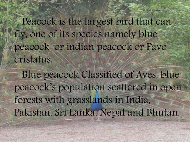 Presentation About Peacock | PPTX | Birds | Pets