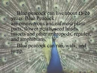 Presentation About Peacock | PPTX