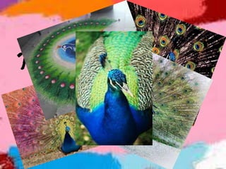 Presentation About Peacock | PPTX