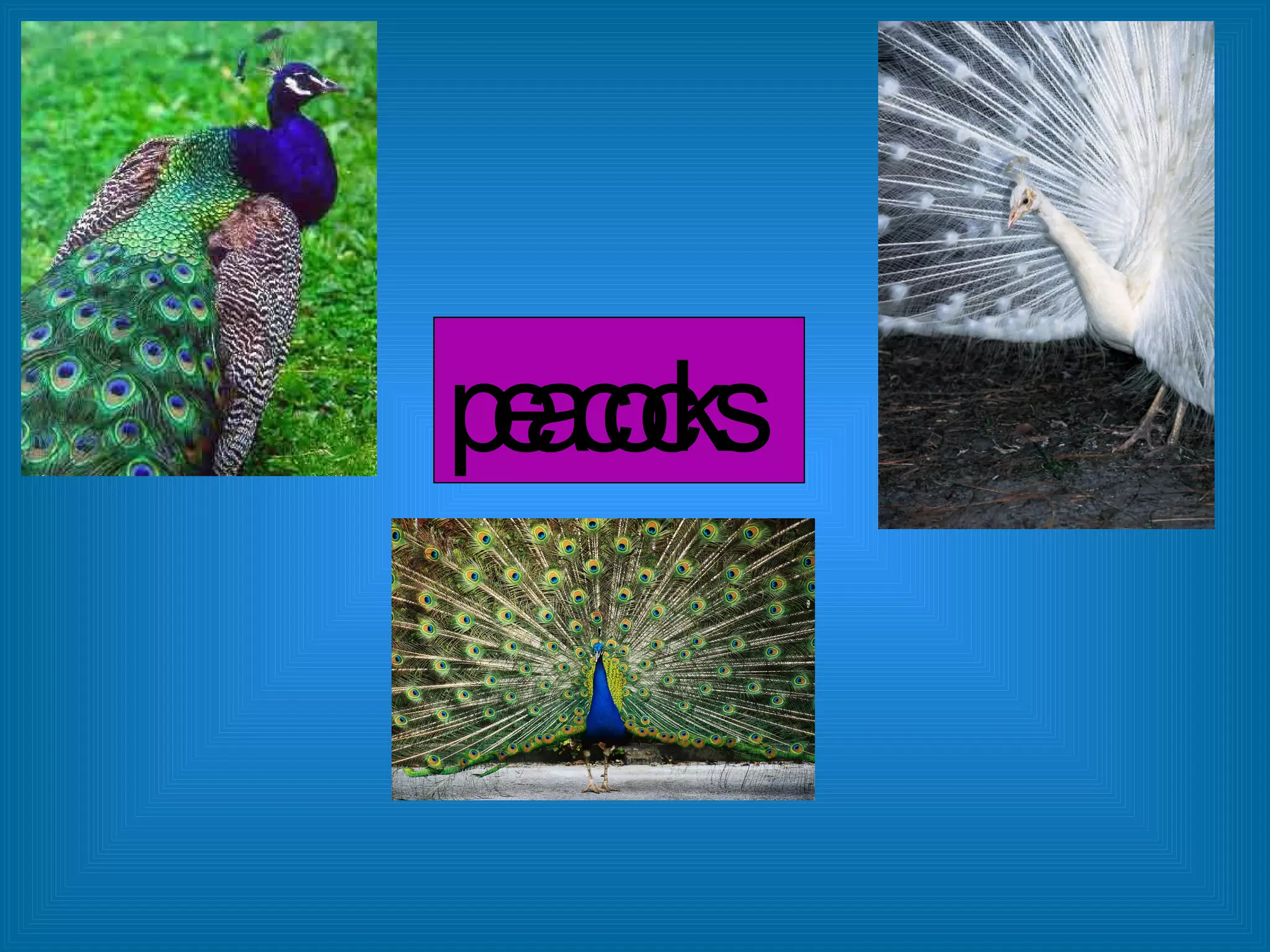 Peacocks | PPT
