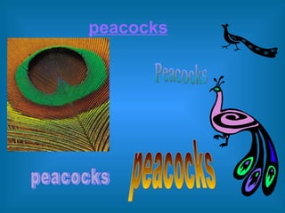 Peacocks | PPT