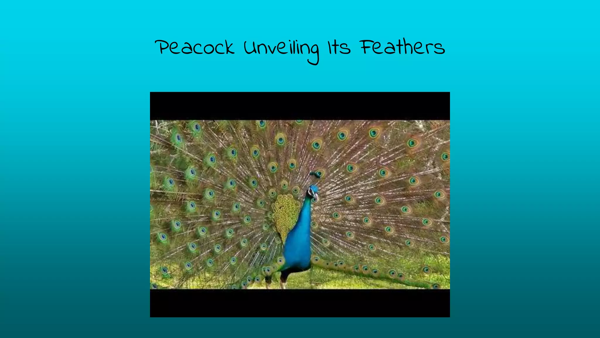 Peacocks | PPTX