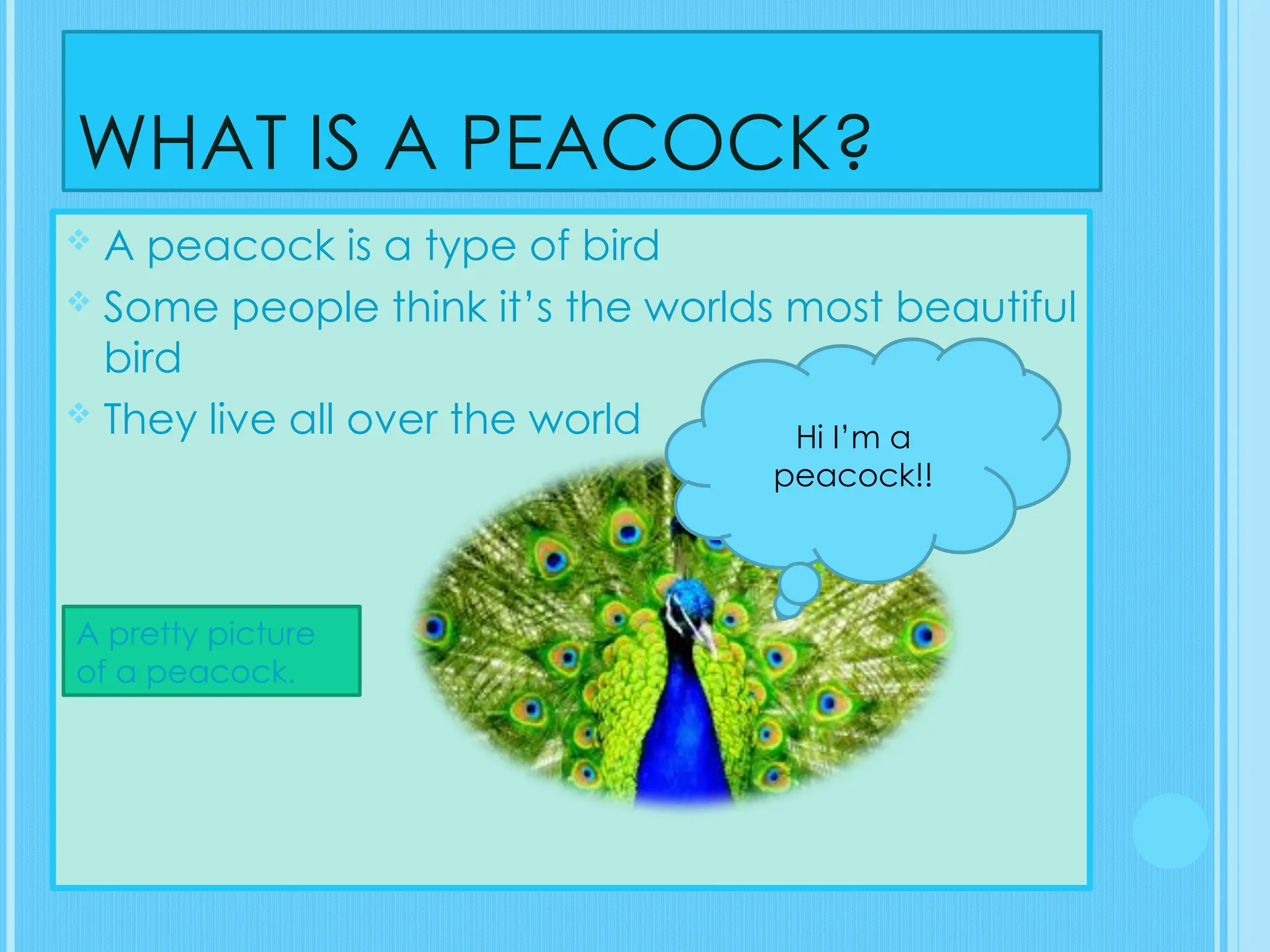 information about peacocks in the world.pptx