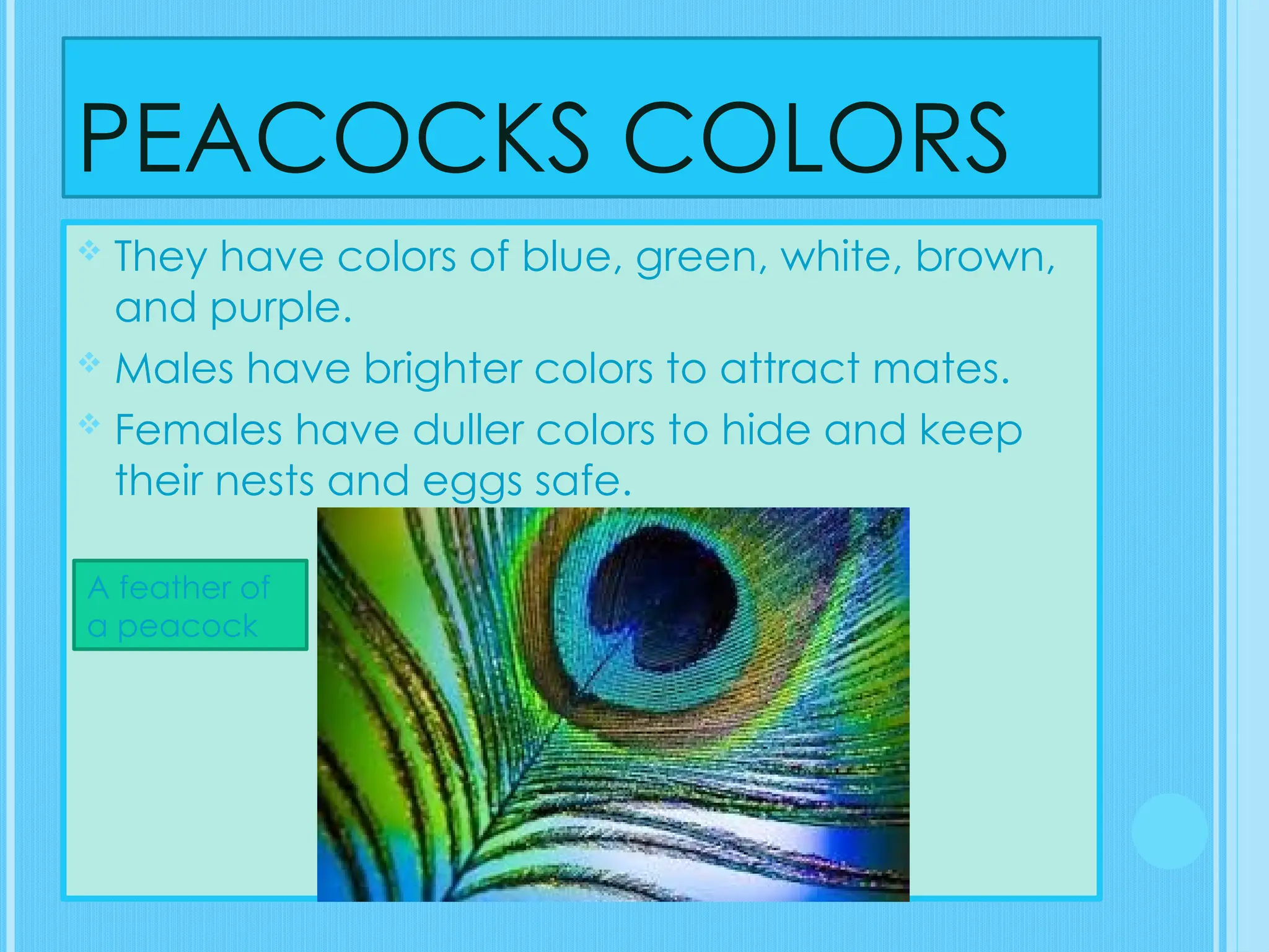 information about peacocks in the world.pptx