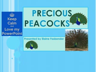 information about peacocks in the world.pptx