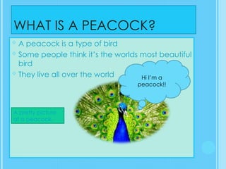 information about peacocks in the world.pptx