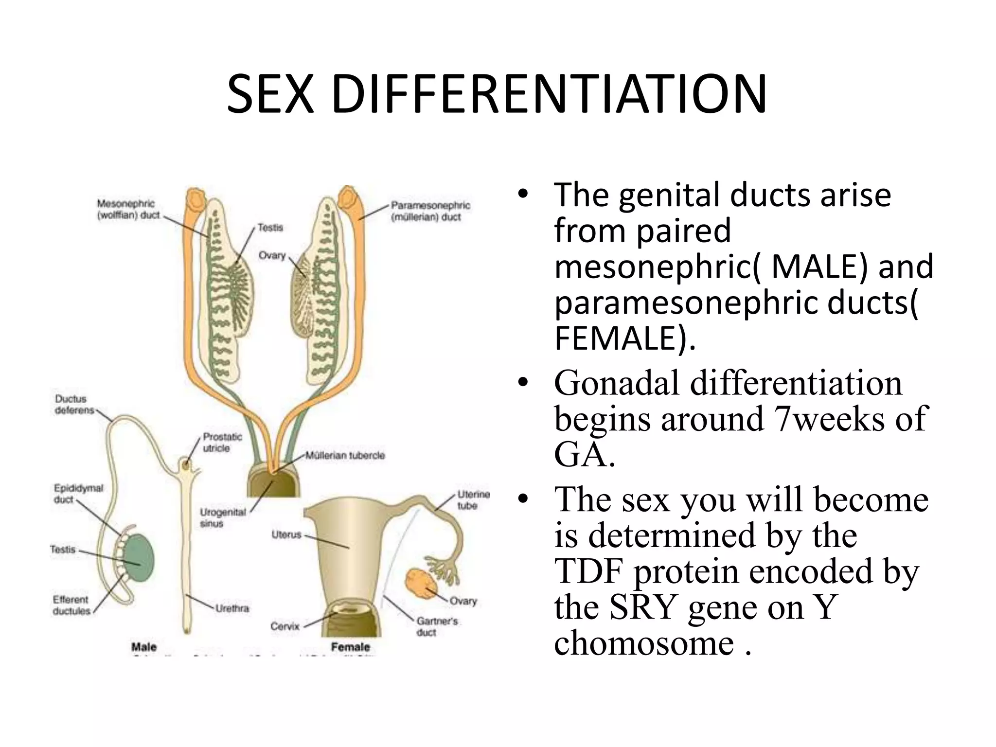 PEADIATRIC UROLOGY.pptx