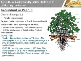 PEANUT-FINAL.pptx