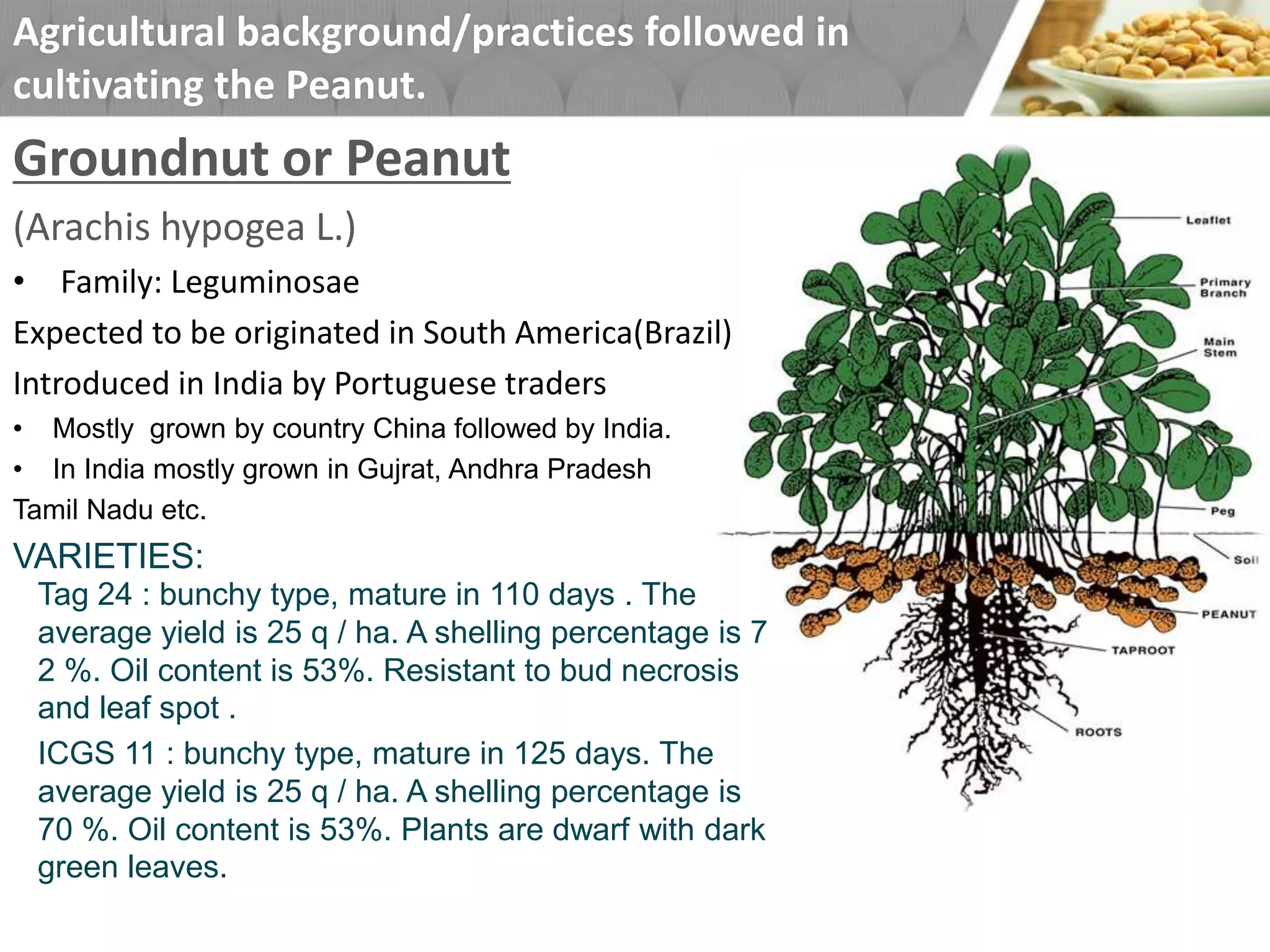 PEANUT-FINAL(2).pptx