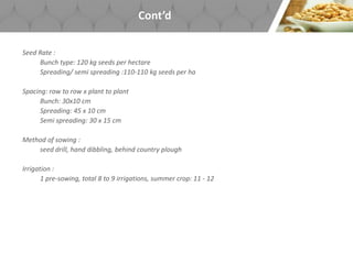 PEANUT-FINAL(2).pptx